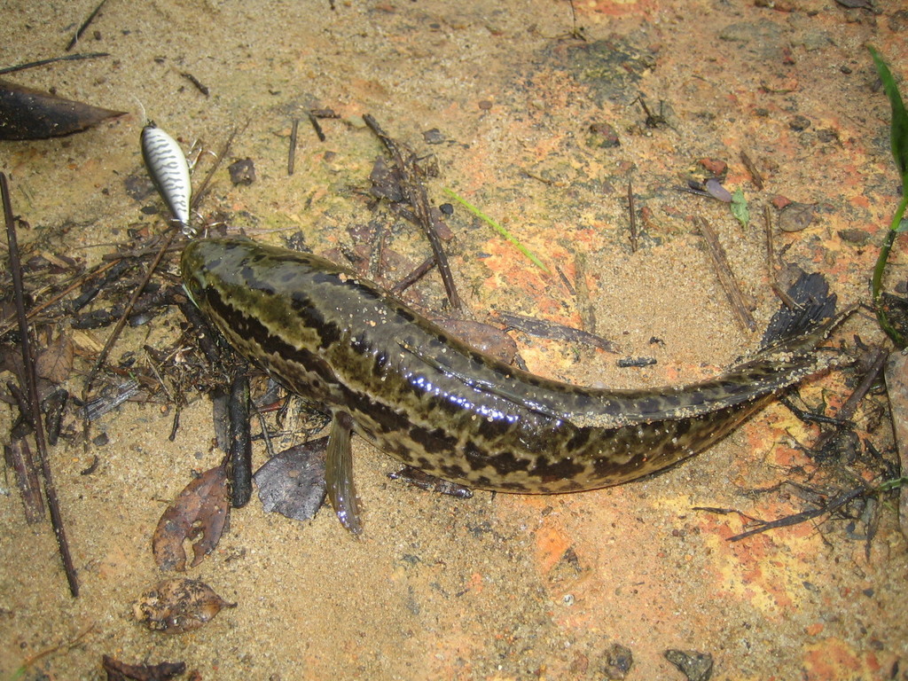 Blotched Snakehead from Tai Tam Reservoir, Tai Tam, Hong Kong on August ...
