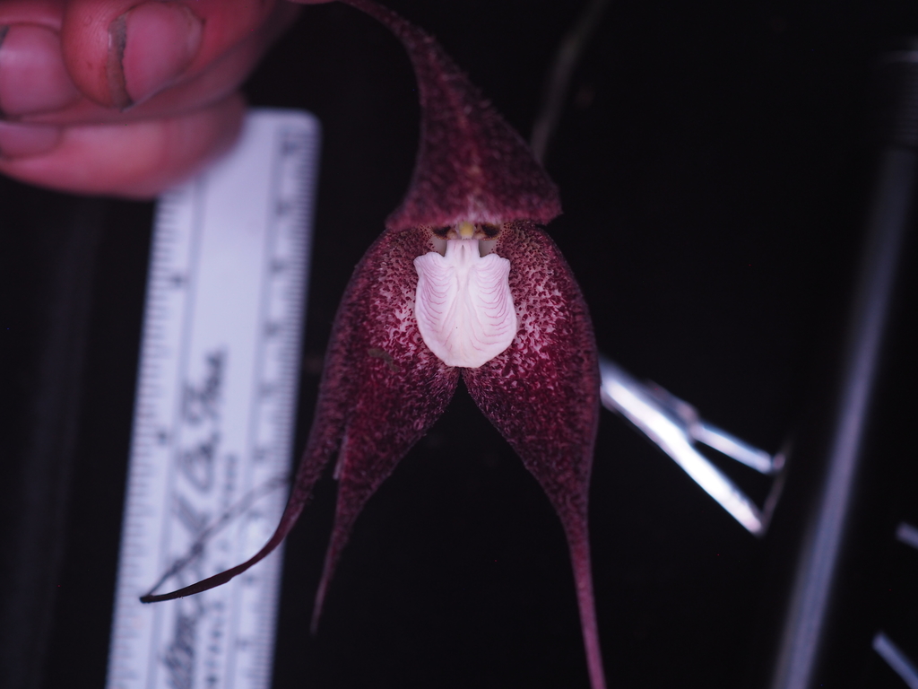 Dracula tubeana from 85QM+84Q, Gualimán, Ecuador on December 18, 2018 ...