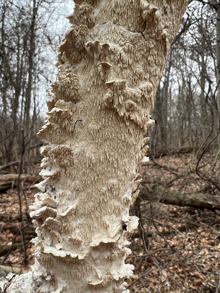 Milk-white Toothed Polypore from Chamberlain Lake Nature Preserve ...