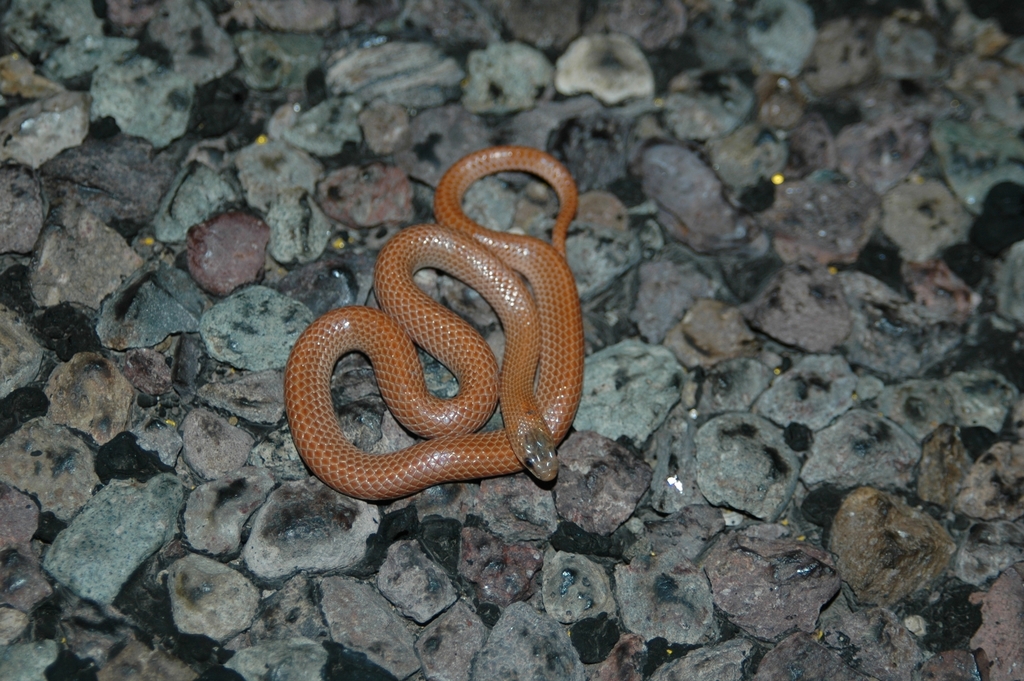 Great Plains Ground Snake in May 2010 by colanegra · iNaturalist