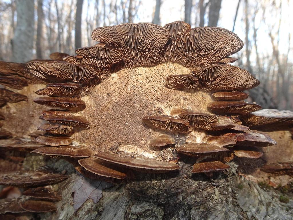 Thin-walled Maze Polypore from Mansfield, CT, USA on December 23, 2021 ...