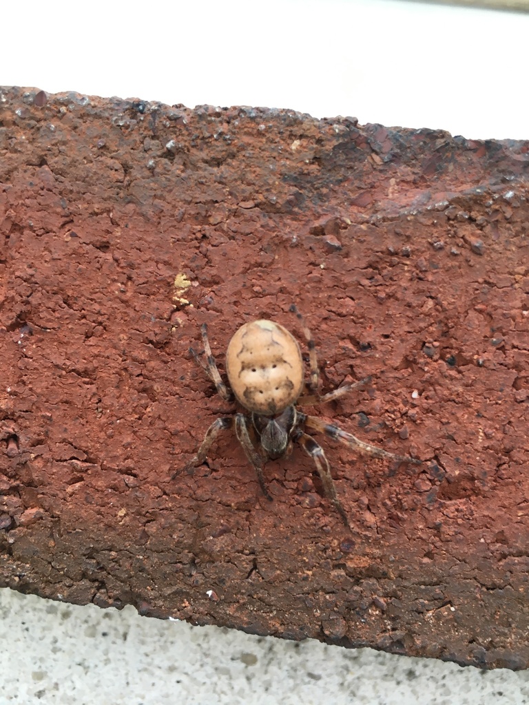 Furrow Orbweaver from Cecil St, North East, MD, US on December 25, 2021 ...
