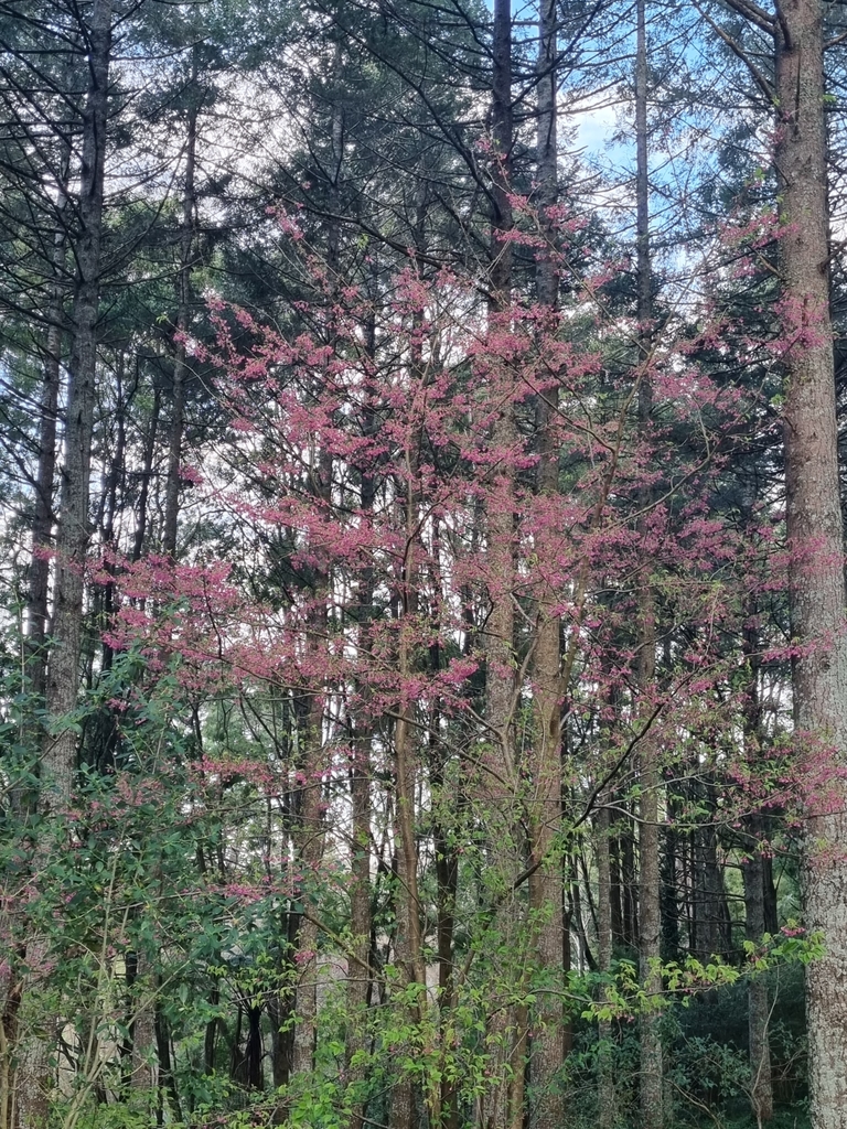 dicots from Bader, Hamilton 3206, New Zealand on August 22, 2021 at 04: ...