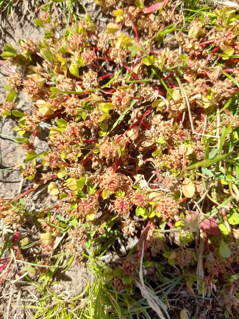 Clustered clover from Cashmere, Christchurch, New Zealand on December ...