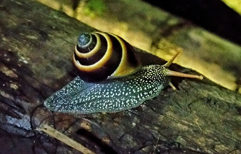 Cape Tribulation Tree Snail from Cape Tribulation QLD 4873, Australia ...