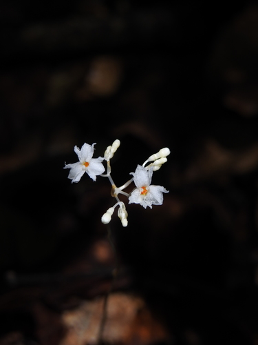 Gymnosiphon suaveolens · iNaturalist