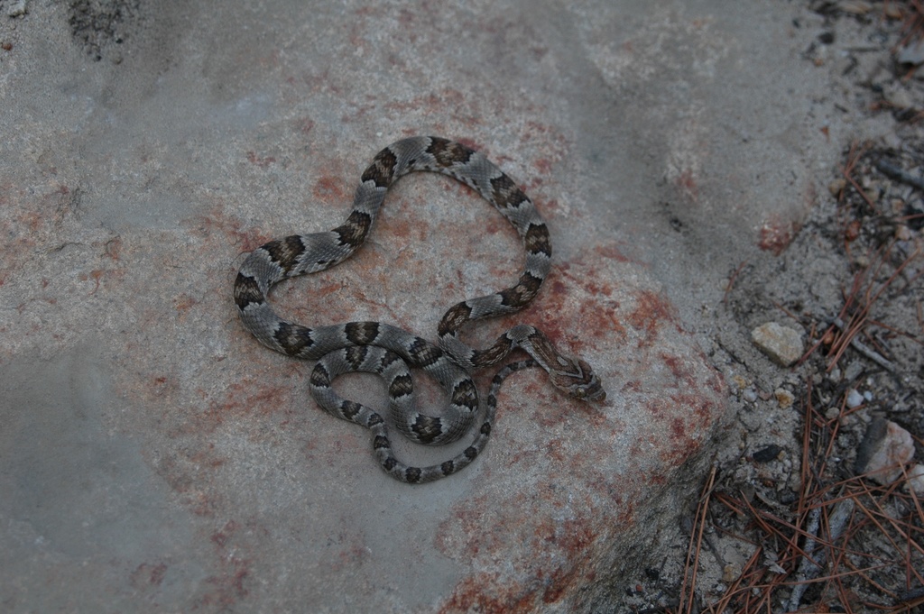 Sonoran Lyre Snake in July 2008 by colanegra · iNaturalist