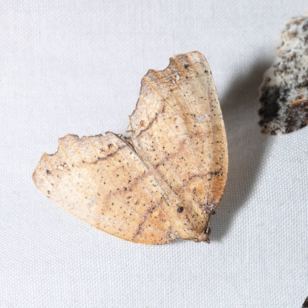 Ennominae in December 2021 by Todd Burrows · iNaturalist