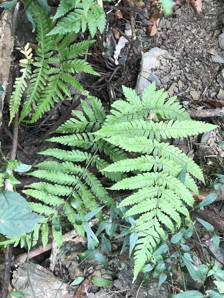 Tectaria dissecta from 瑪家鄉, TW on December 26, 2021 at 12:48 PM by 陳慧珠 ...