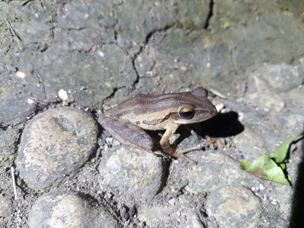 Common Southeast Asian Tree Frog from Bohol Island on March 07, 2018 at ...