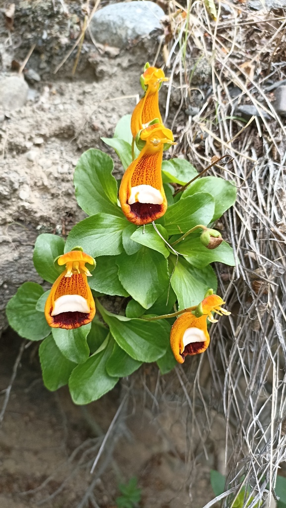 Darwin's Slipper from Lago Argentino, Santa Cruz, Argentina on December ...
