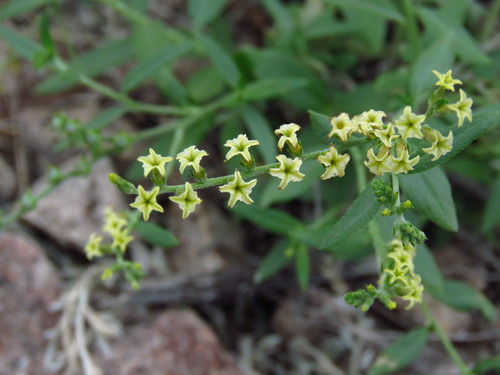Euploca campestris · iNaturalist Mexico