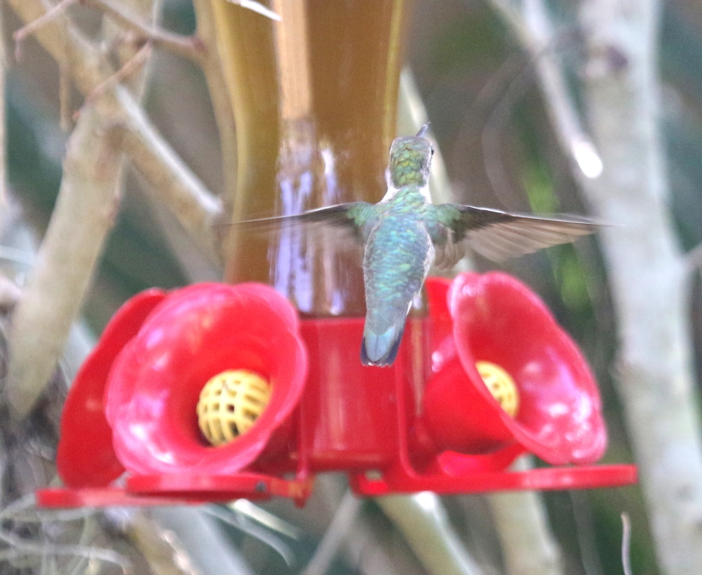 Ruby-throated Hummingbird from Palm Beach County, FL, USA on December ...