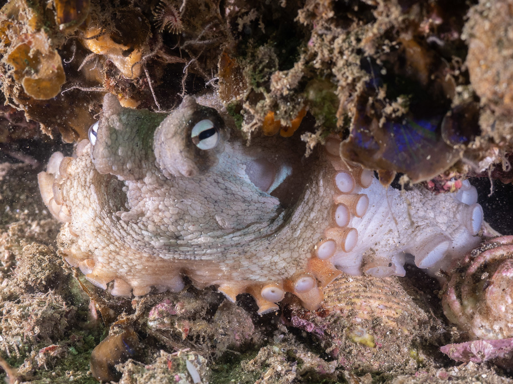Common Sydney Octopus from The Monument, Botany Bay NP, Sydney NSW ...