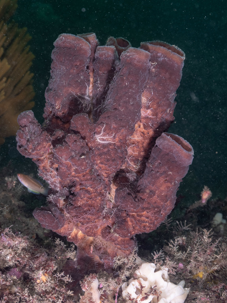 Verongiida from The Monument, Botany Bay NP, Sydney NSW, Australia on ...