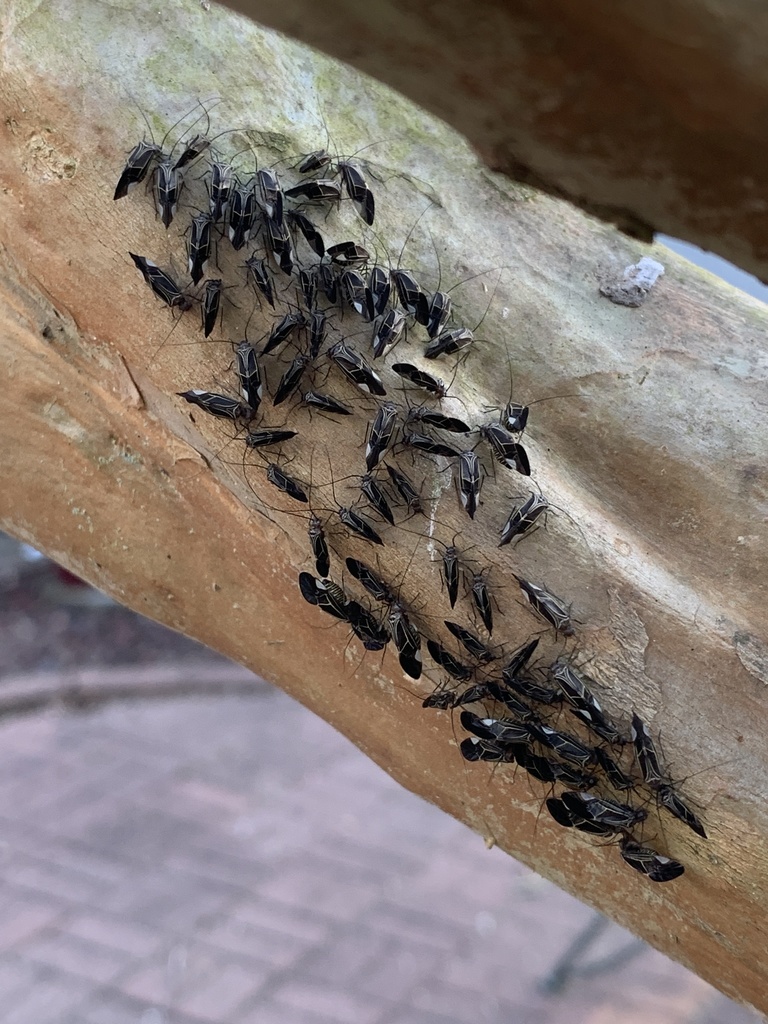 Tree Cattle from Blase Rd, Rosenberg, TX, US on December 26, 2021 at 04 ...