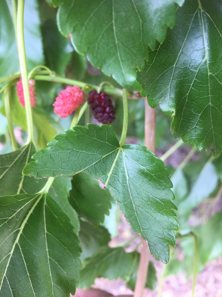 dicots from Thames Promenade, Chelsea, VIC, AU on December 10, 2019 at ...