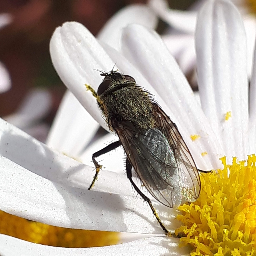 Calyptrate Flies from Местоположение: 48,468098, 135,067048 on October ...