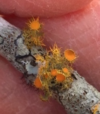 Golden-eye Lichen from Texas A&M University, College Station, TX, US on ...