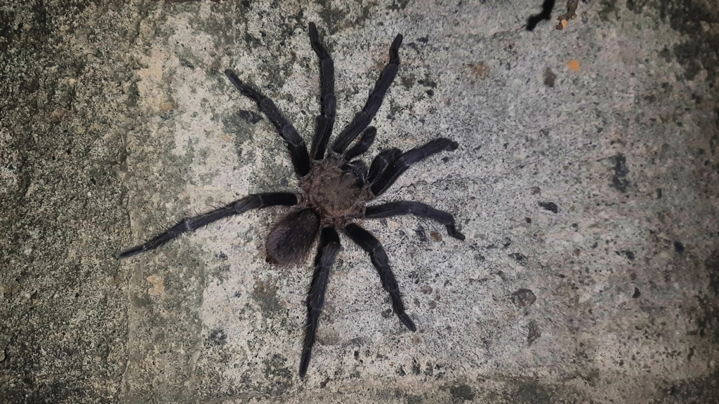 Costa Rican Blue Front Tarantula from C4HG+C7R, León, Nicaragua on ...