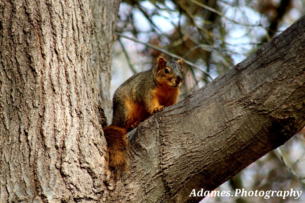 Fox Squirrel from Madera, CA, USA on December 26, 2021 at 04:19 AM by ...