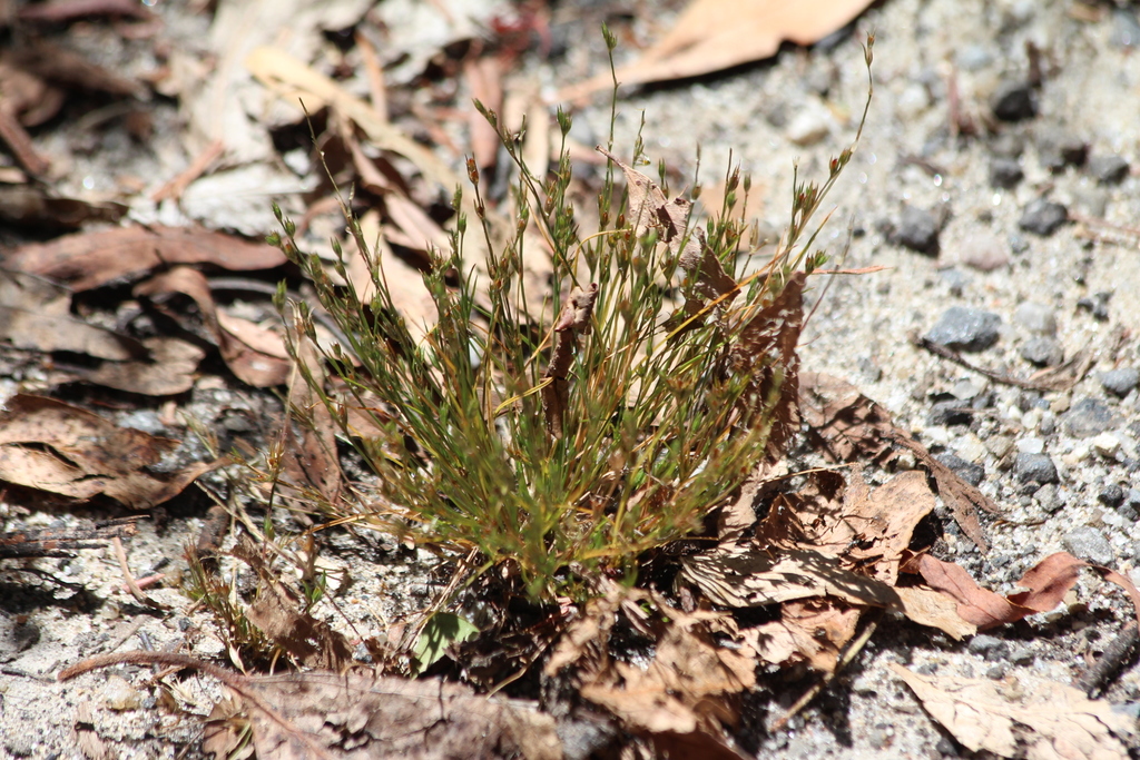 Toad rush from Mount Buffalo VIC 3740, Australia on May 01, 2021 at 09: ...