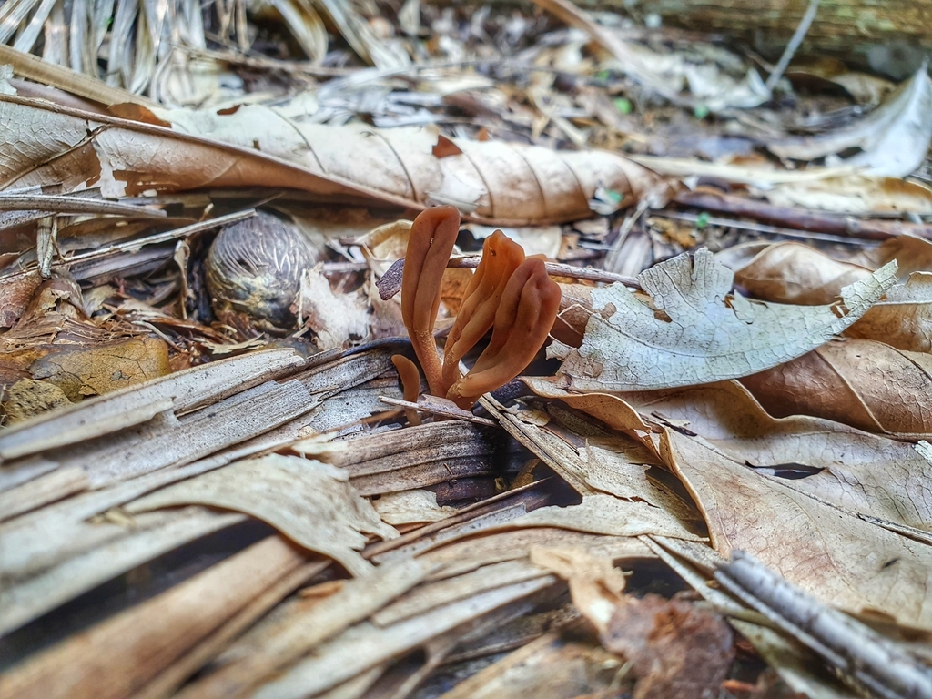 Microglossum from Rio Bananal, ES, 29920-000, Brasil on December 11 ...