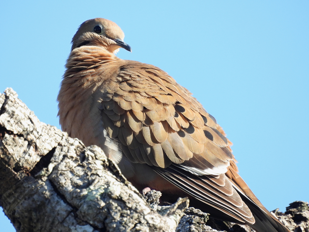 Zenaida Dove from Puerta de Tierra, San Juan, Puerto Rico on December ...