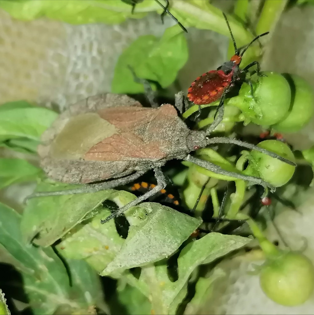 Spartocera from Andres Avelino Caceres, Ayacucho, Perú on December 25 ...