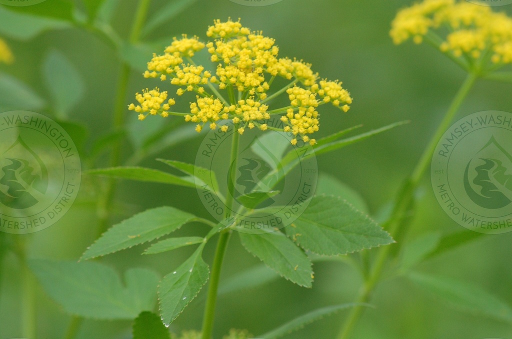 Golden Alexanders (RWMWD Plant Guide) · iNaturalist