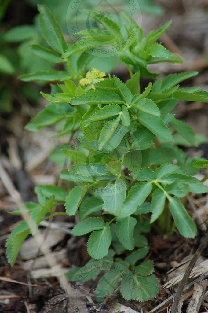 Golden Alexanders (RWMWD Plant Guide) · iNaturalist