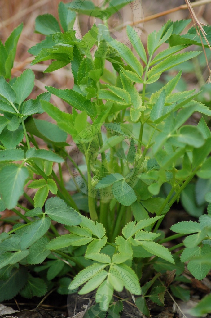Golden Alexanders (RWMWD Plant Guide) · iNaturalist