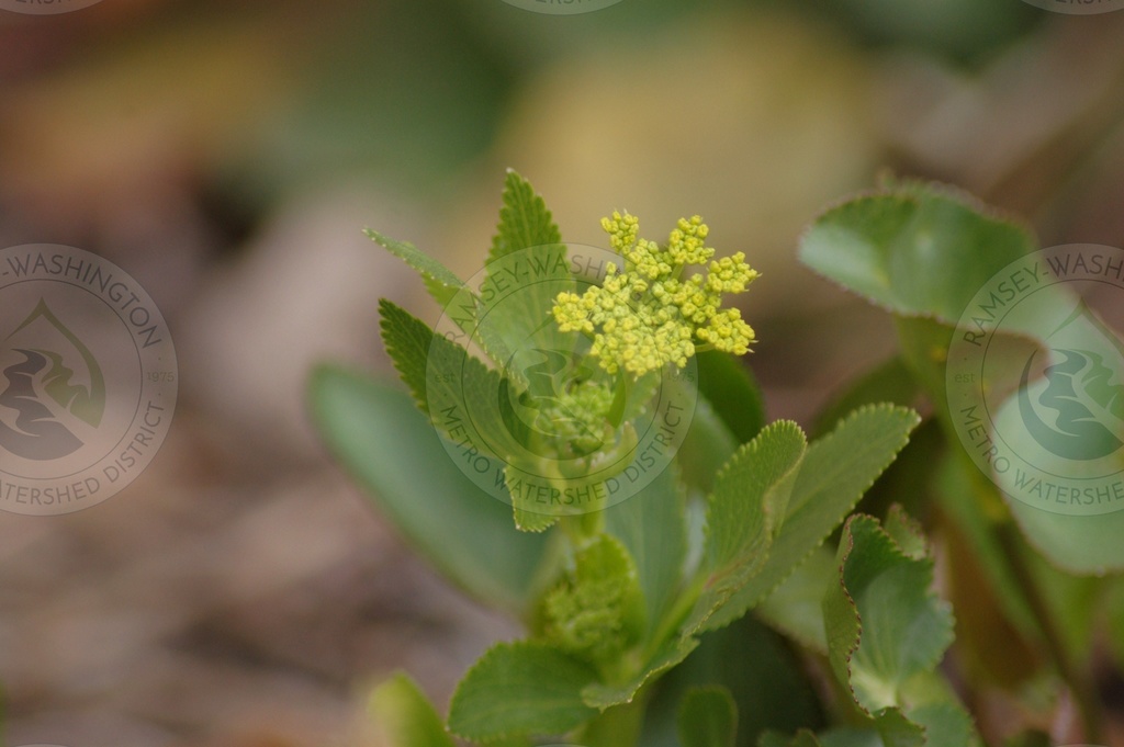 Golden Alexanders (RWMWD Plant Guide) · iNaturalist
