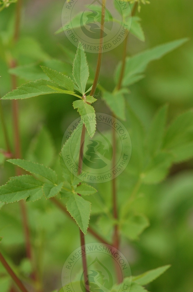 Golden Alexanders (RWMWD Plant Guide) · iNaturalist