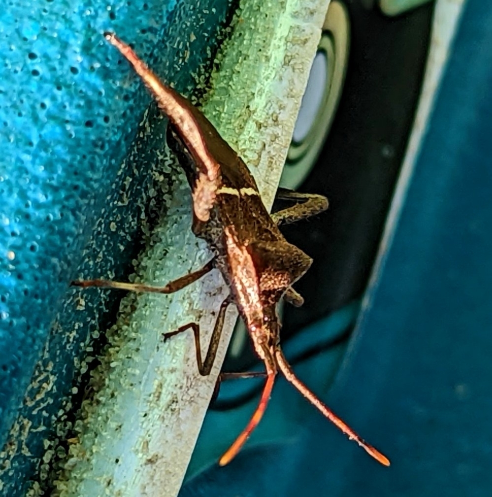 Eastern Leaf-footed Bug from North Topsail Beach, NC 28460, USA on ...