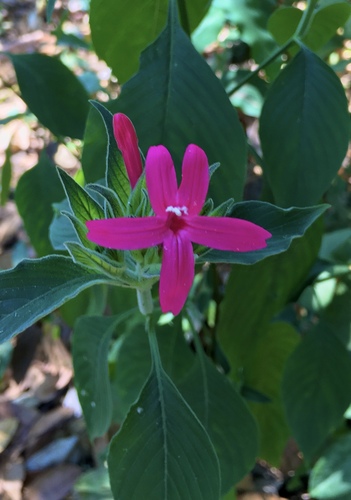 (Ruellia megasphaera)