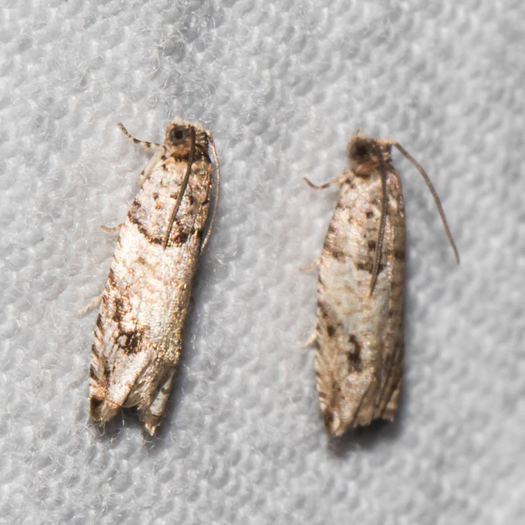 Winterberry Moth from Greenbelt Park, National Capital Parks-East ...