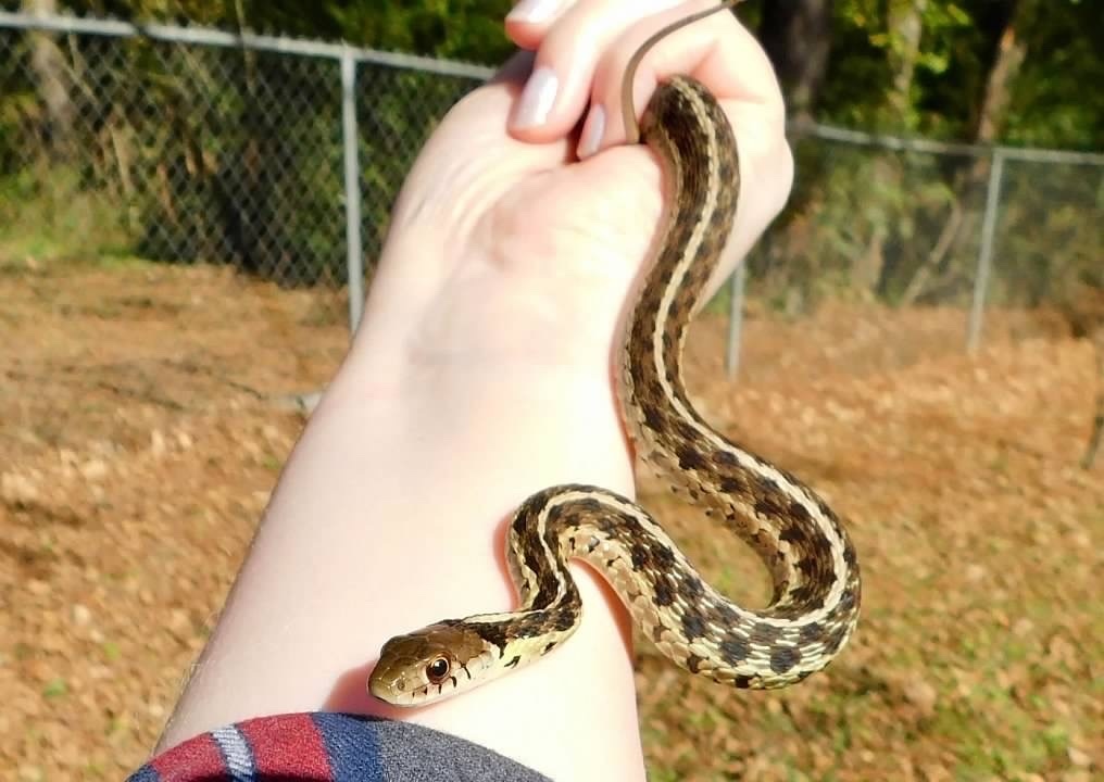 Eastern Garter Snake in November 2020 by Courtney Ables · iNaturalist