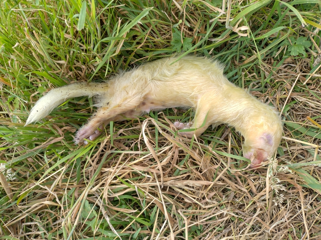 Domestic Ferret from Waitetuna on December 28, 2021 at 03:11 PM by Tim ...