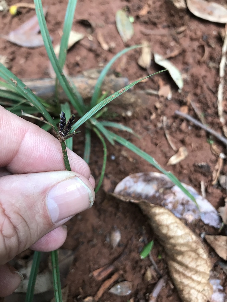 Cyperus tetraphyllus from Bunya Mountains National Park, Bunya ...