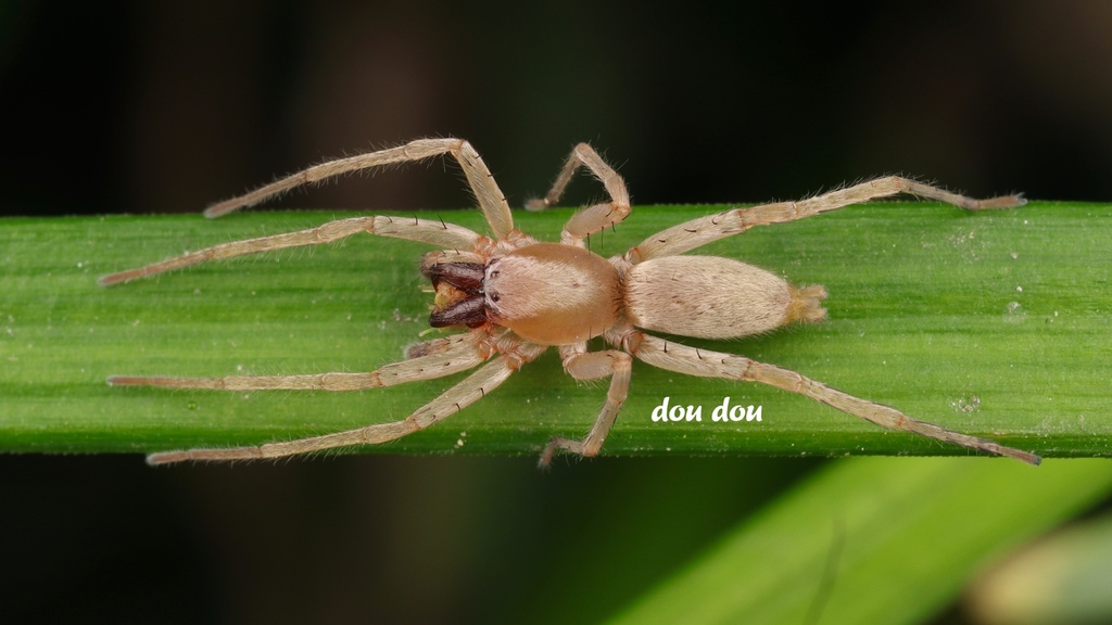 Clubiona pseudogermanica from 中国江苏省常州市金坛区 on May 17, 2020 at 02:24 PM ...
