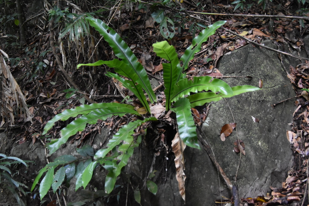 Bird's Nest Fern from Daintree National Park, Cape Tribulation, QLD, AU ...