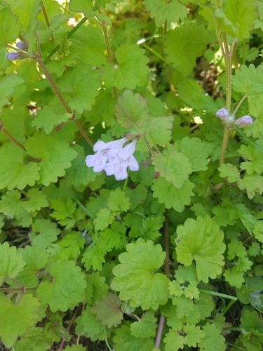 Variety Glechoma hederacea longituba · iNaturalist
