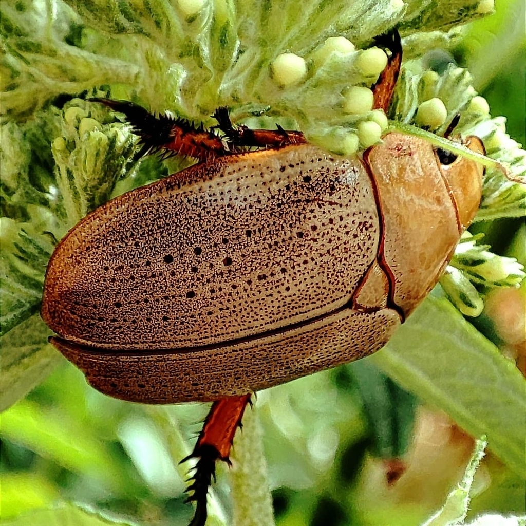 Christmas Beetles from Lakes Entrance on December 16, 2021 by Emily ...