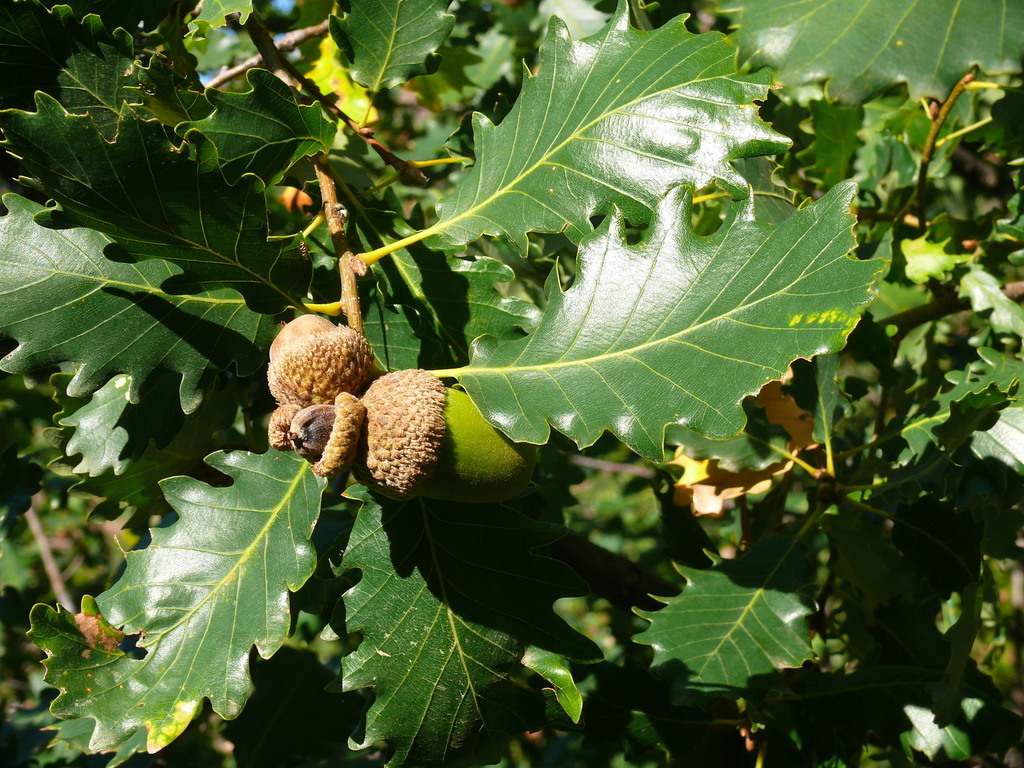 (Quercus macranthera syspirensis) - Botanical Realm