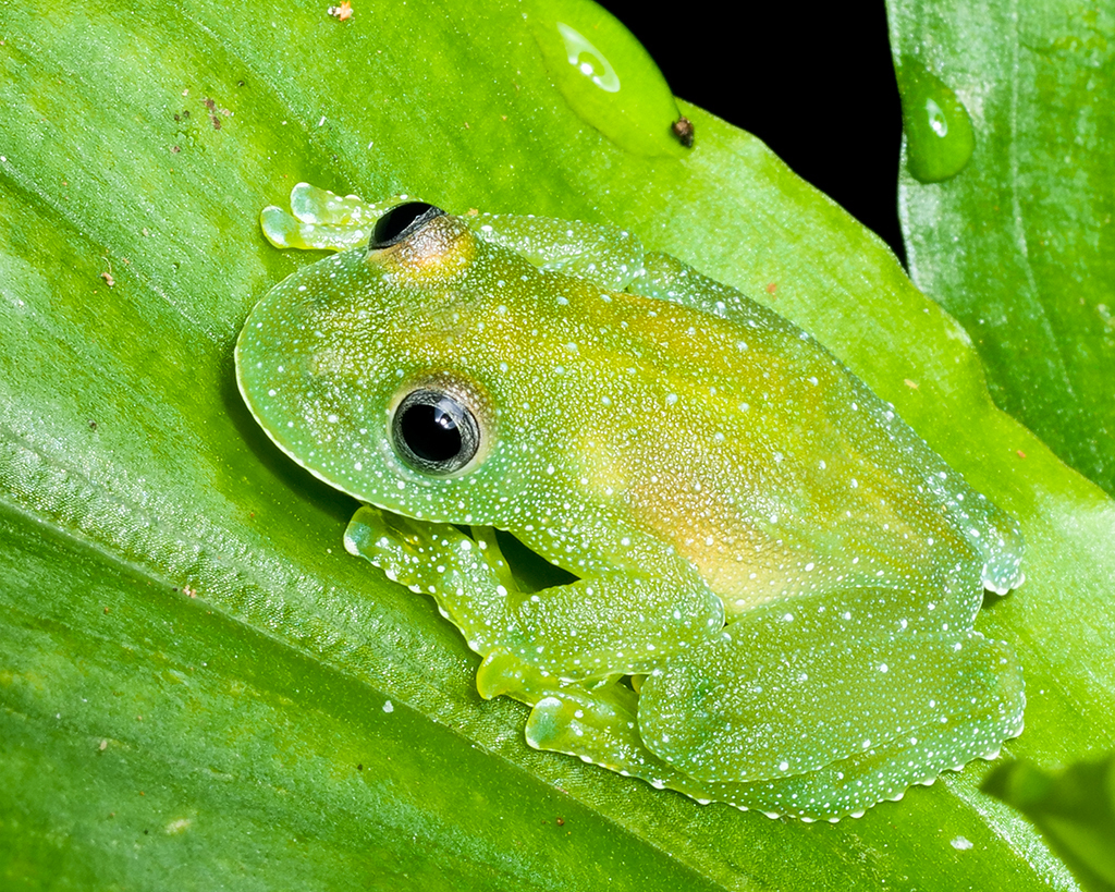 Resplendent Cochran Frog from Finca Heimatlos Eco Lodge and Farm on ...