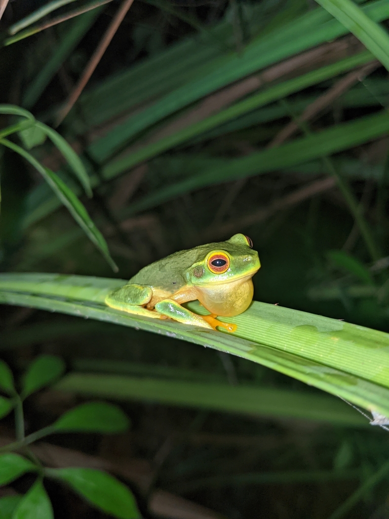 Ranoidea from Trunding QLD 4874, Australia on December 28, 2021 at 10: ...