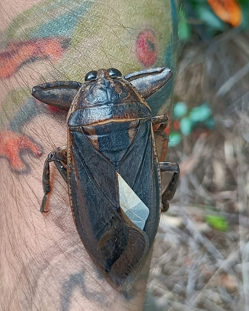 Lethocerus from Kakadu NT 0822, Australia on December 28, 2021 at 01:33 ...