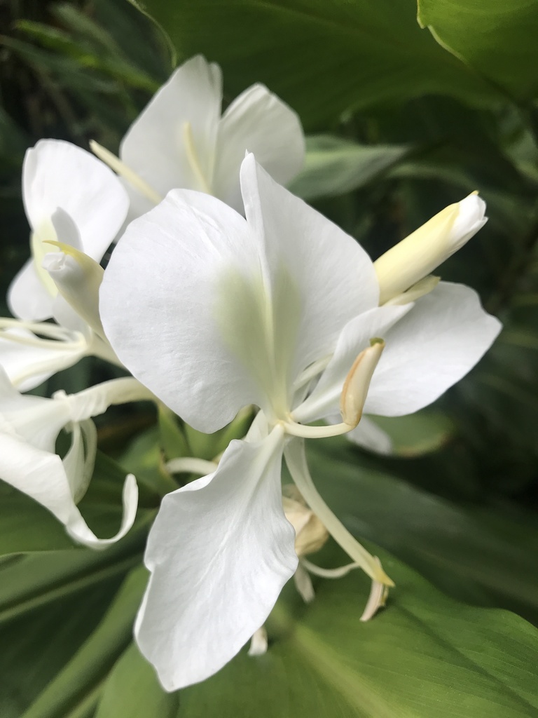 White ginger from Rua Pontal, Cajamar, SP, BR on December 28, 2021 at ...