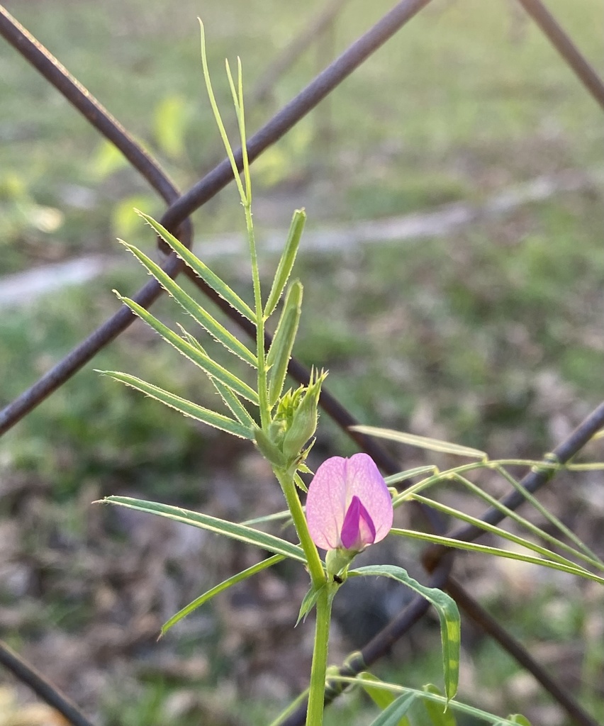 Common Vetch from Enfield St, Bryan, TX, US on December 27, 2021 at 04: ...